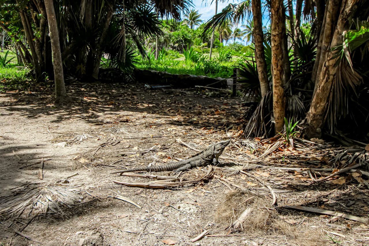 Atipika 102 | 3 BD Tulum, Qu Vacation Rental | Vacasa