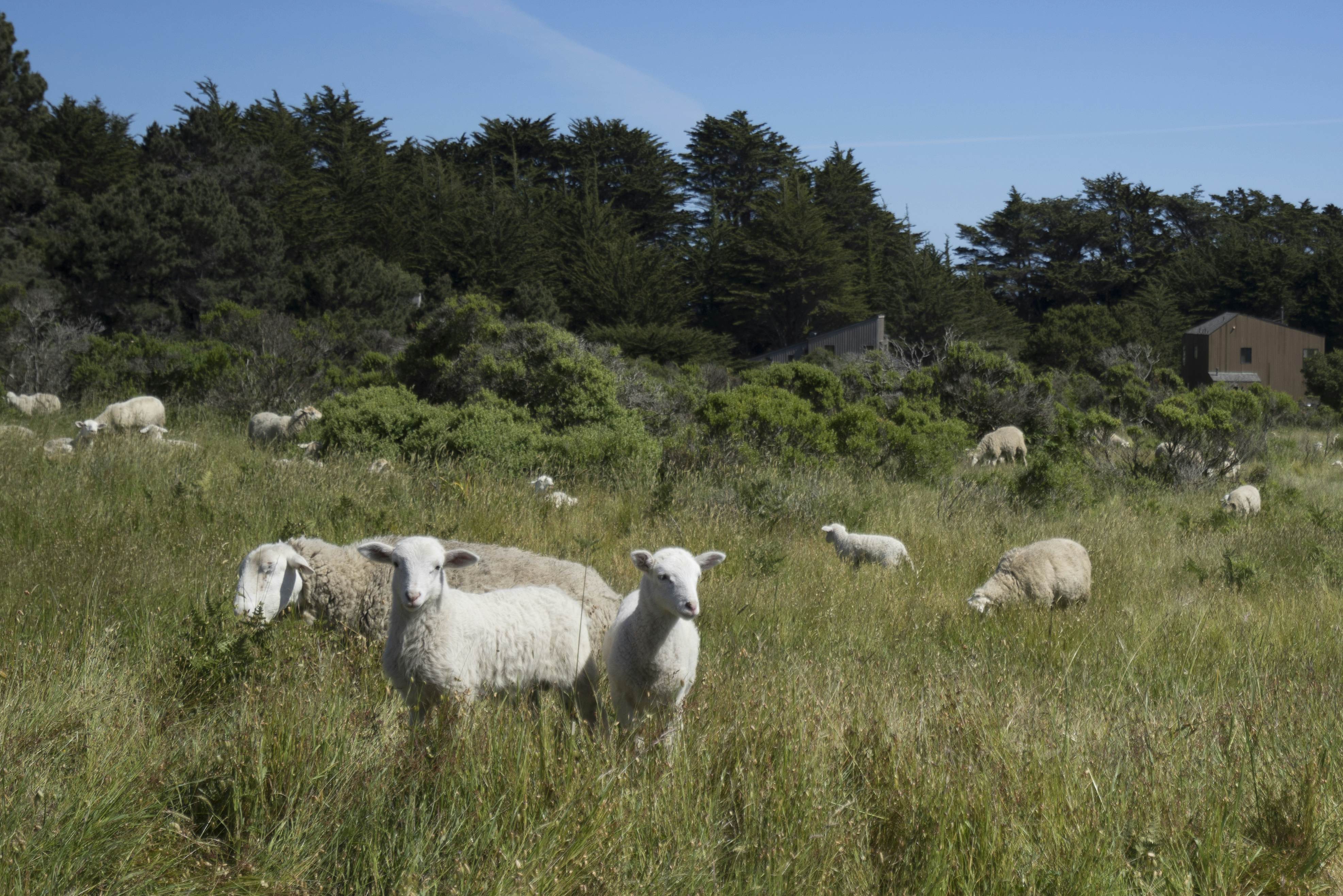 Compass Rose | 3 BD Sea Ranch, CA Vacation Rental | Vacasa