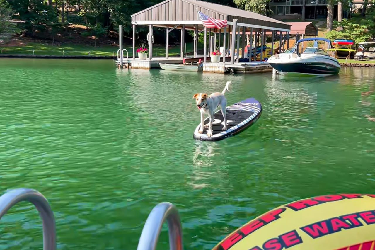 Pawsitive Retreat | 4 Bed Huddleston, VA House | Vacasa